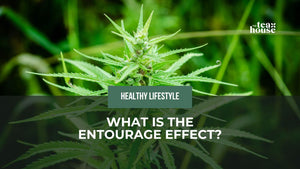 What Is the Entourage Effect? | Best Cannabis Dispensary in Vermont ...